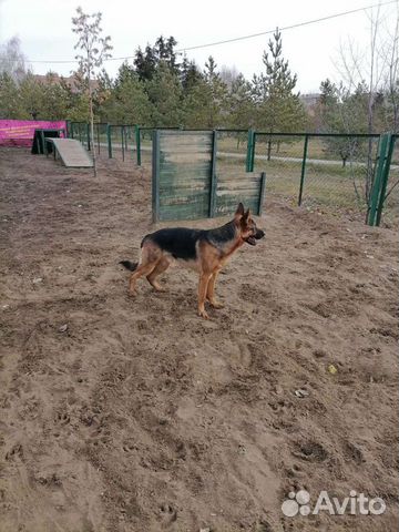 Немецкая овчарка вязка