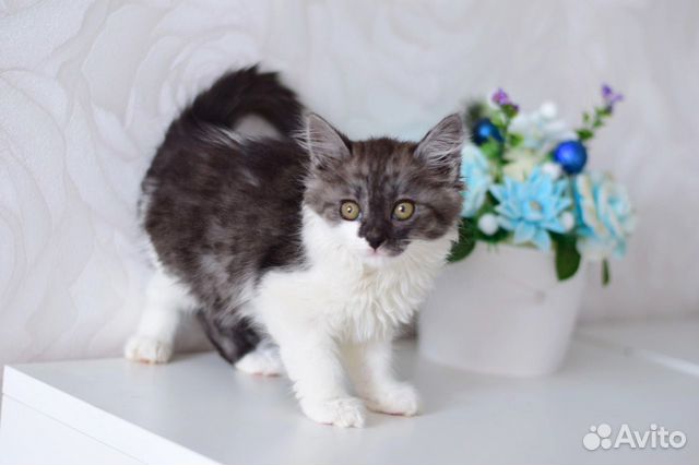 Малышка 1,5-2 мес яркой и красивой внешности