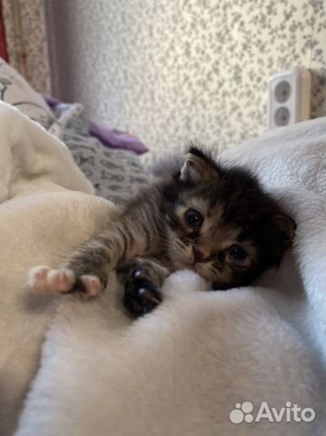 Отдам в добрые руки котёнка