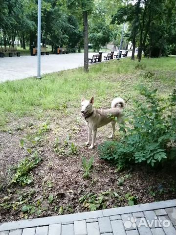 Собака
