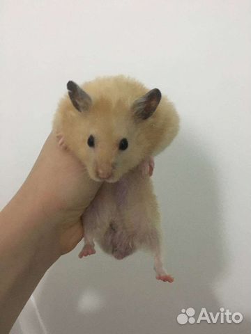 Сирийский хомяк мальчик