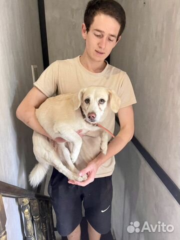 Смышленый охранник Алтай