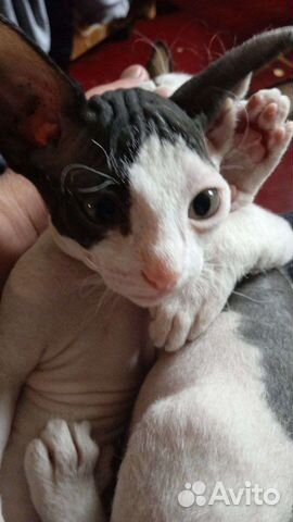 Котята корниш-рекс