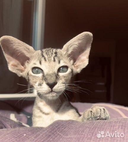 Ориентальный мальчик