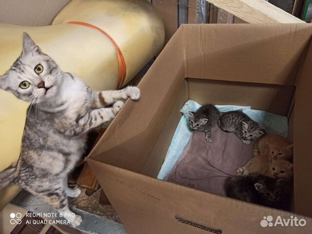 Кошечка в добрые руки