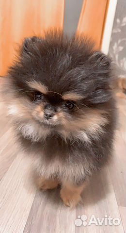 Щенок померанского шпица