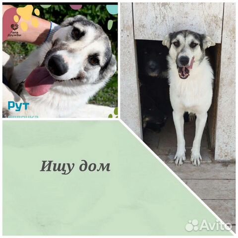 Собака Рут