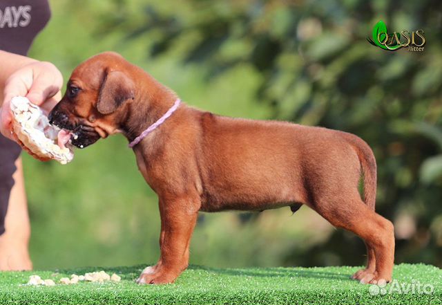 Шикарный щенок родезийского риджбека, мальчик