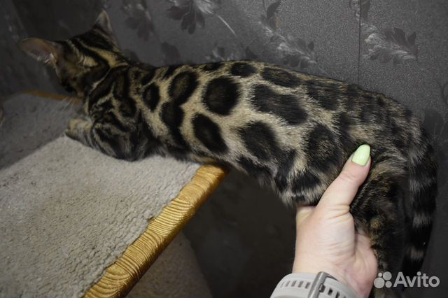 Бенгальские котята