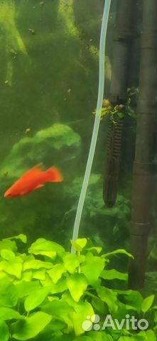 Меченосец красный флаговый