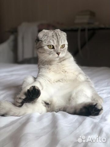 Кошечка-отказница, в дар