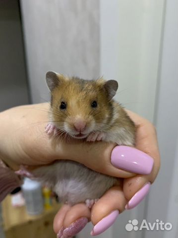 Сирийские хомячки