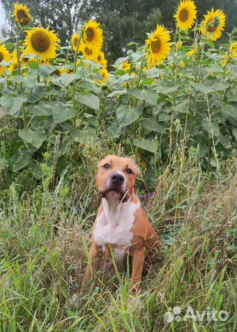 Стаффордширский терьер