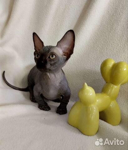 Счастливый малыш бамбино