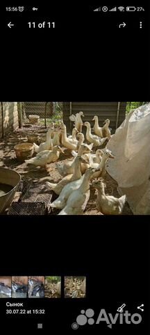 Утки муларды подрощенные