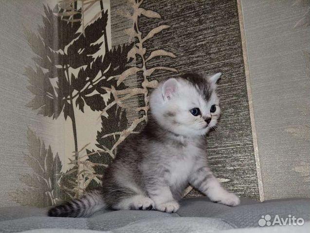 Британский шиншилловый котёнок
