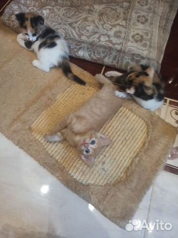 Котята 1месяц