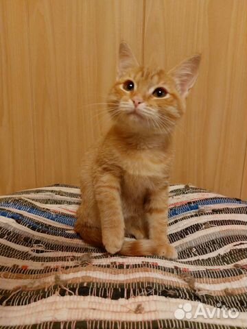 Маленький котенок ищет любимых людей