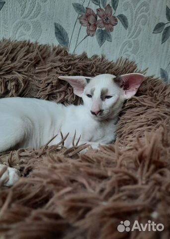 Сейшельский экстримальный котенок