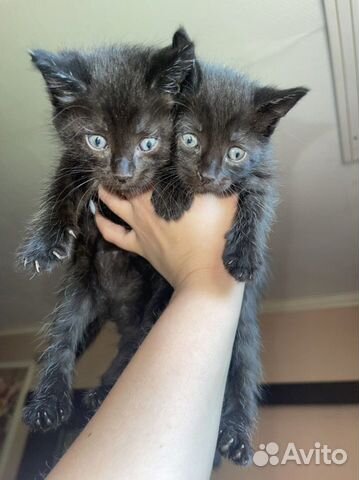 Котята бесплатно