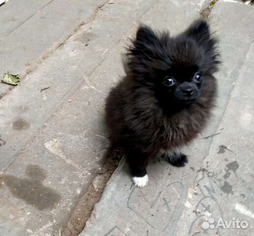 Помчи миниатюра