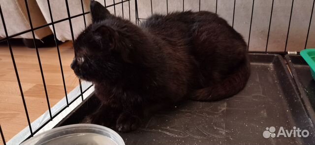 Нужна передержка кошечке до пристроя, либо дом