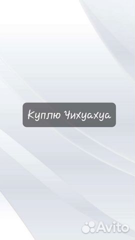 Домашние животные собаки