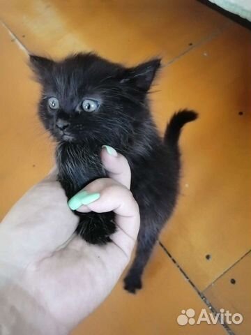 Котенок девочка в добрые руки