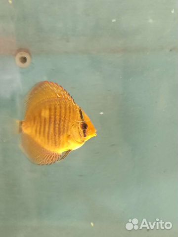 Мальки дискуса