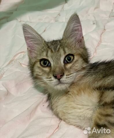 Ласковый котёнок Шкет в дар