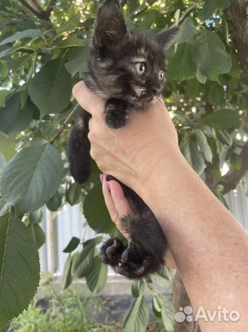 Кошка