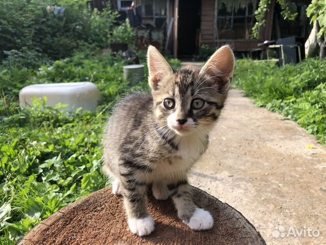 Котёнок, девочка, возраст 2 месяца