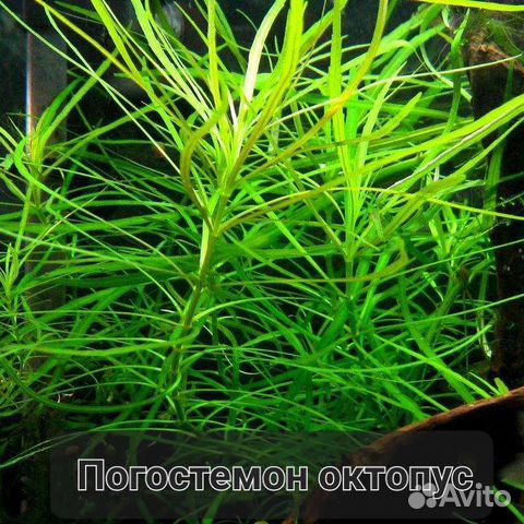 Растения для аквариума