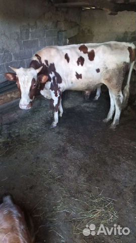 Бычок на племя