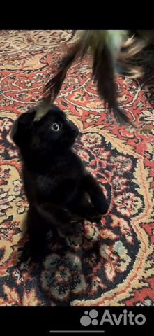 Шотландский вислоухий котенок черный