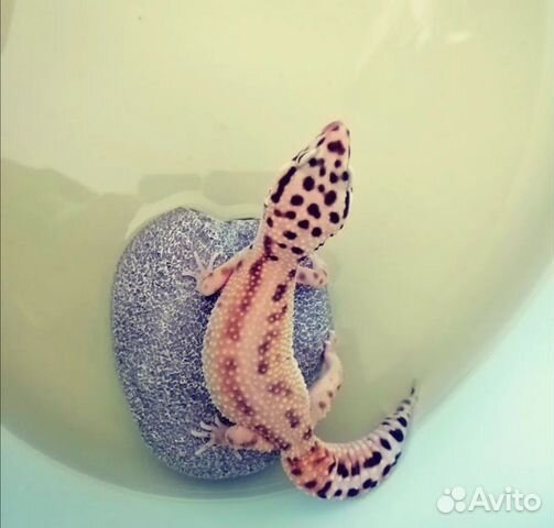 Самка эублефар g-pro
