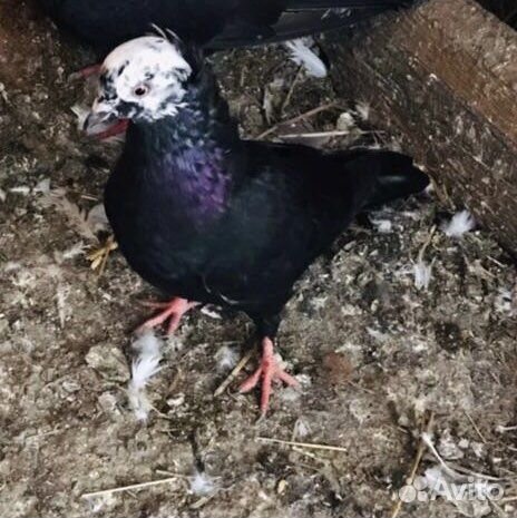 Голуби Обмен