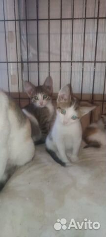 Помогите котятам выжить