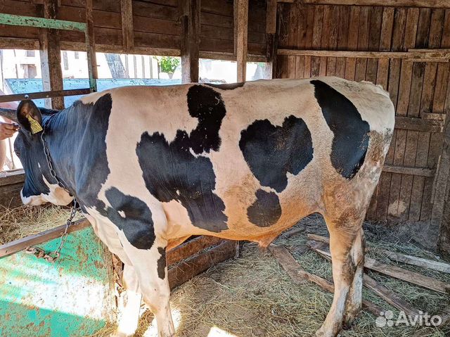 Голштинской бык