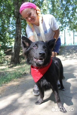 Очаровательный пес в добрые руки