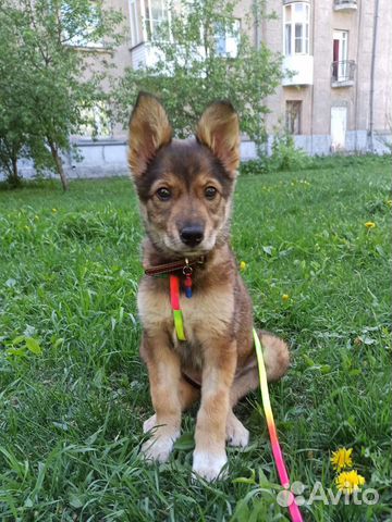 Собака в добрые руки