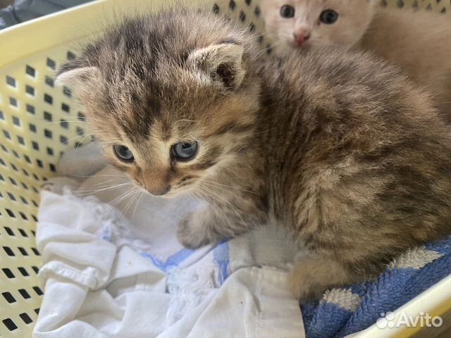 Котенок