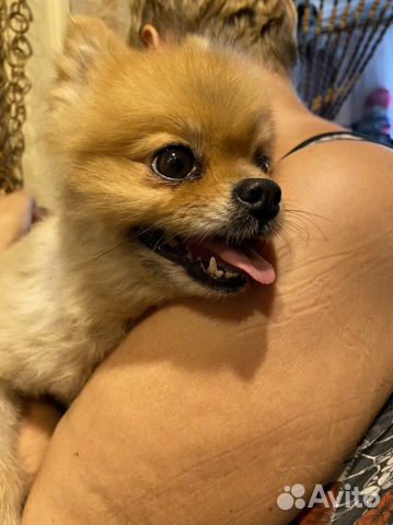 Найден ищем хозяина собачки