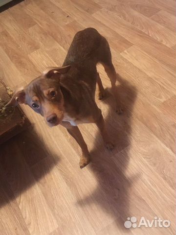 Щенок в добрые руки