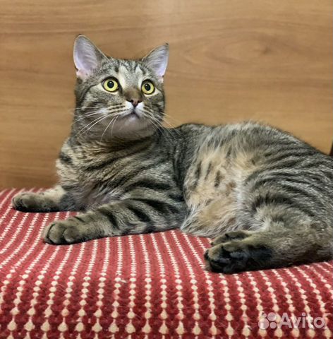 Кошка в дар