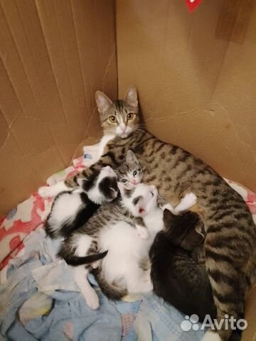 Котята в добрые руки