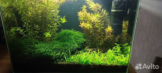 Эхинодорус "Нежный" (Echinodorus tenellus)