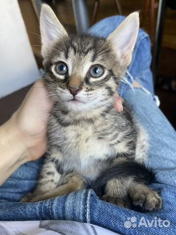 Московские котята