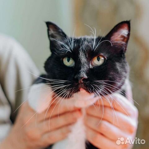 Кошечка Коко
