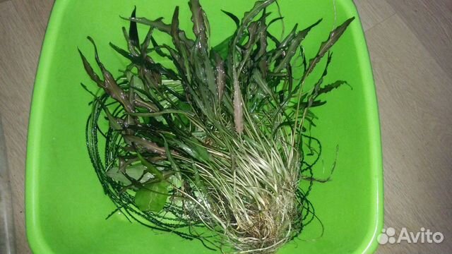 Аквариумные растения